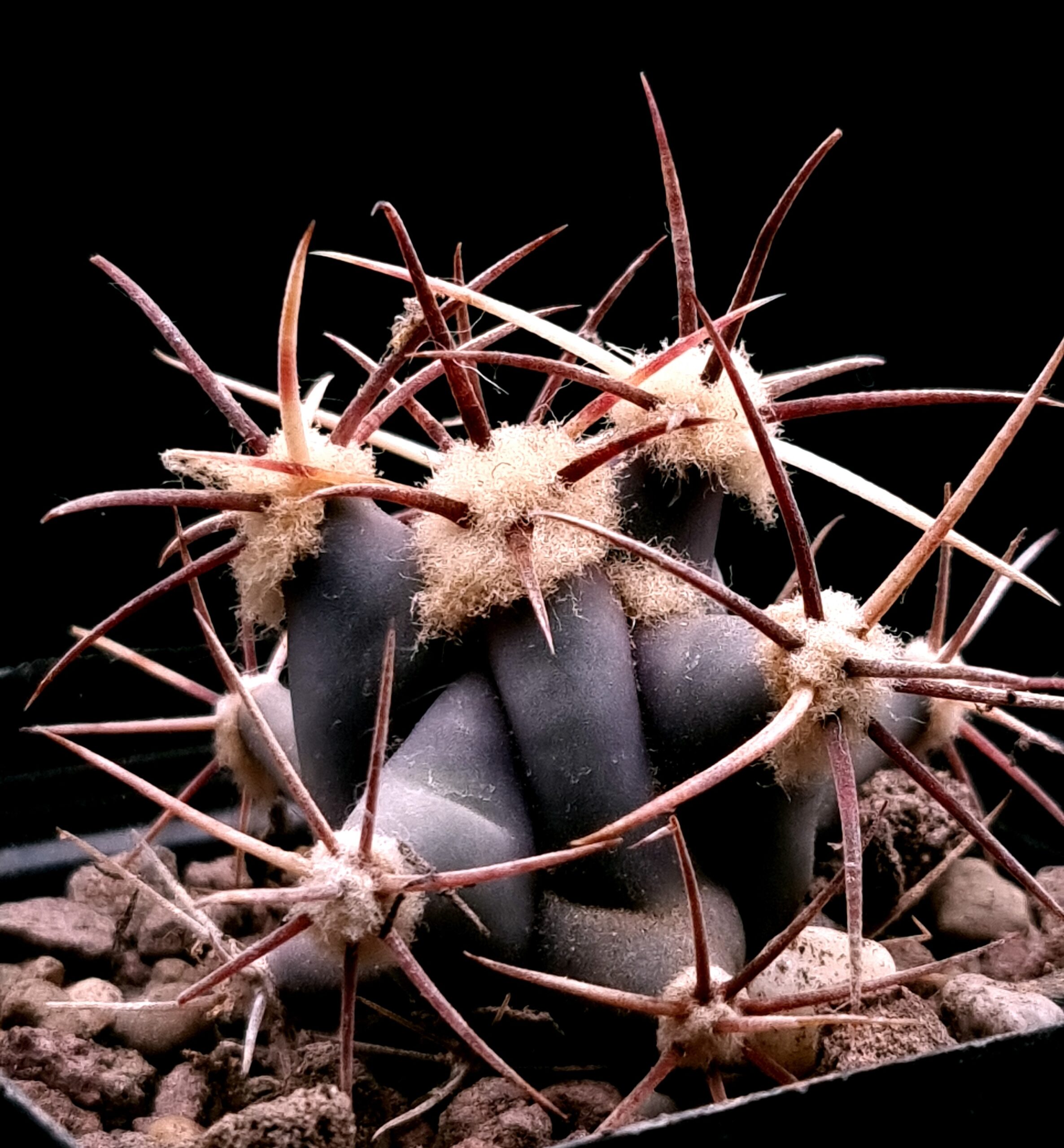 Ferocactus Emoryi - Cacti Ireland
