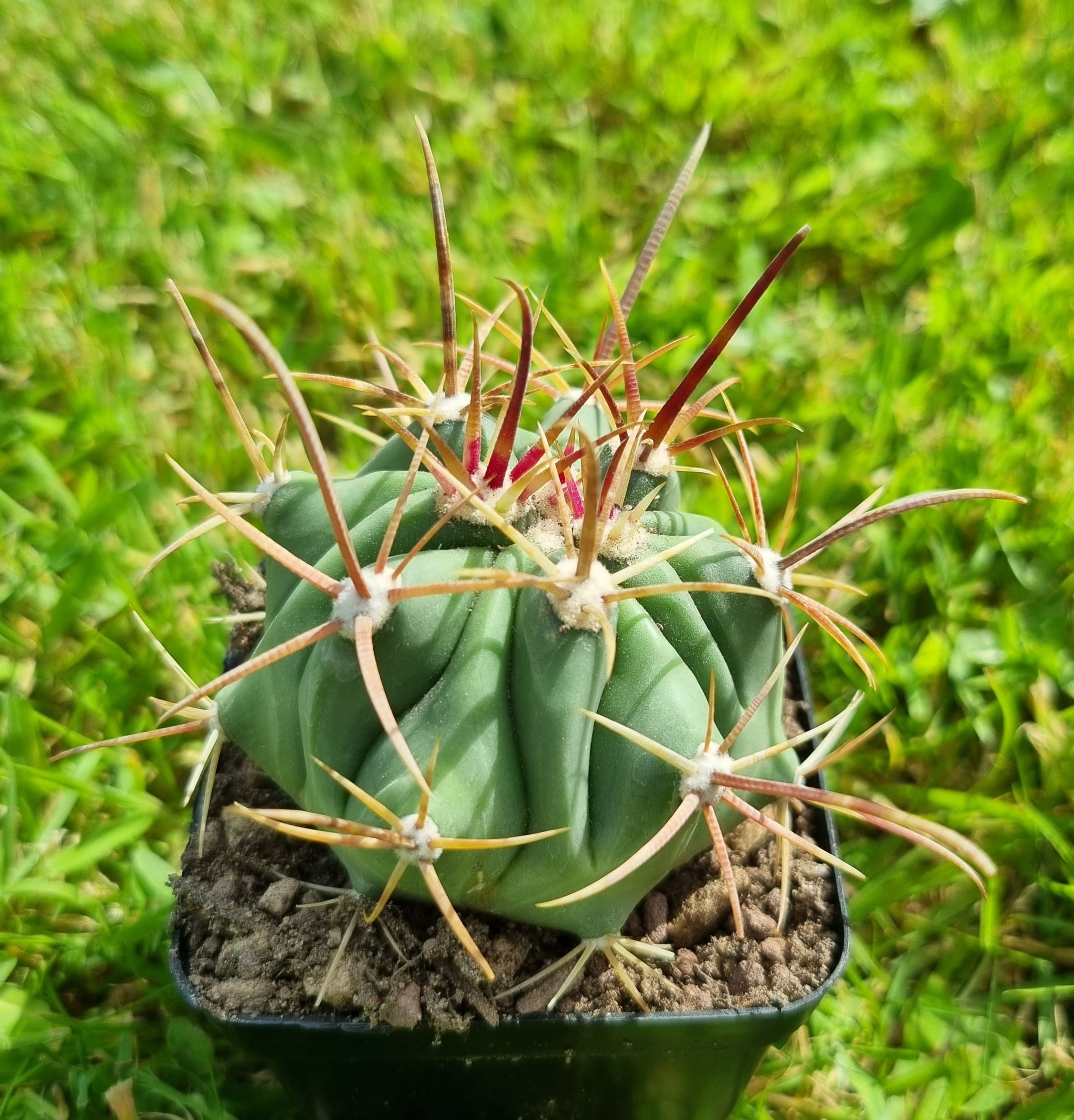 Ferocactus sp. mixed - Cacti Ireland