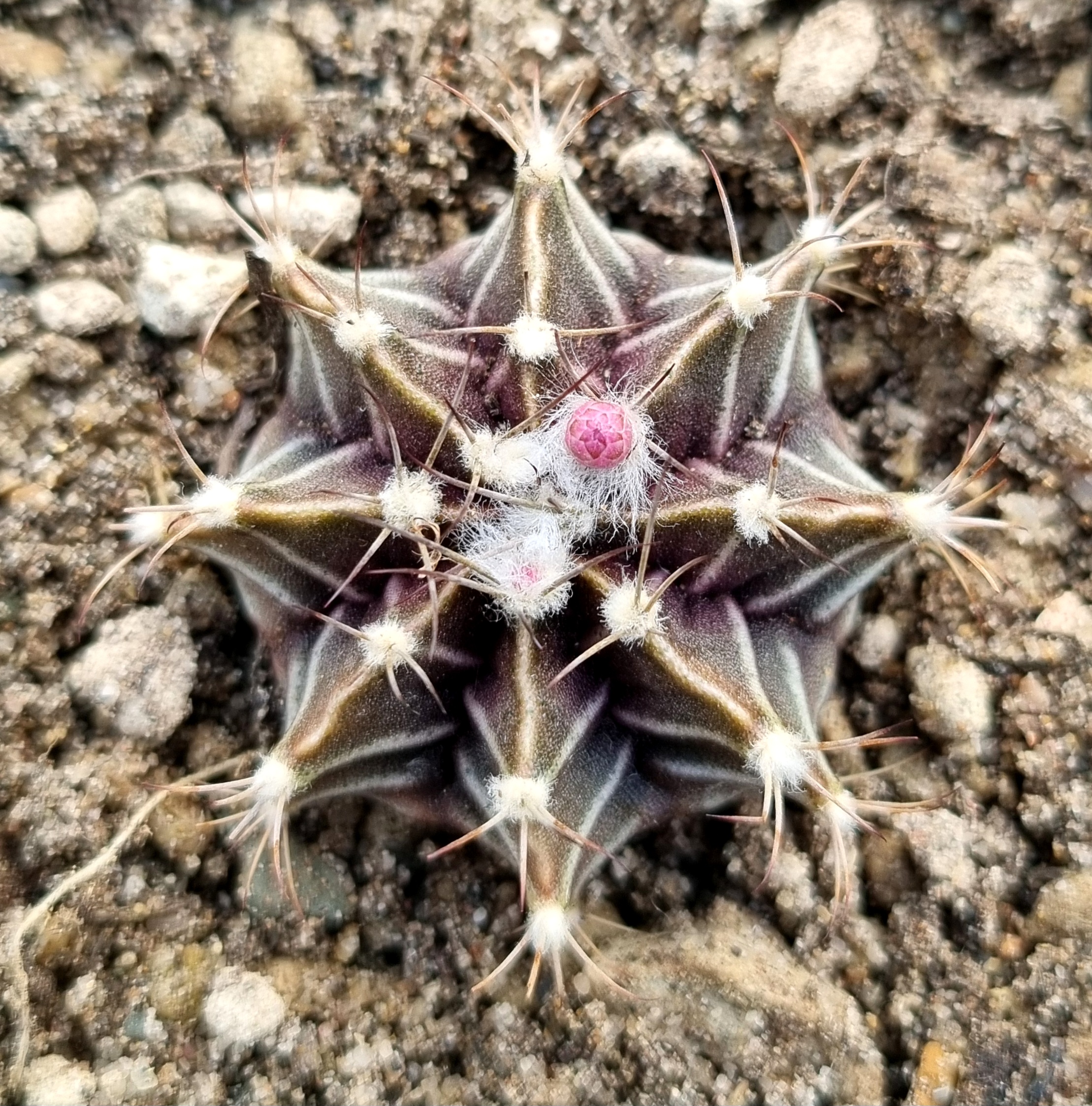 Gymnocalycium Mihanovichii v. Stenopleurum - Cacti Ireland