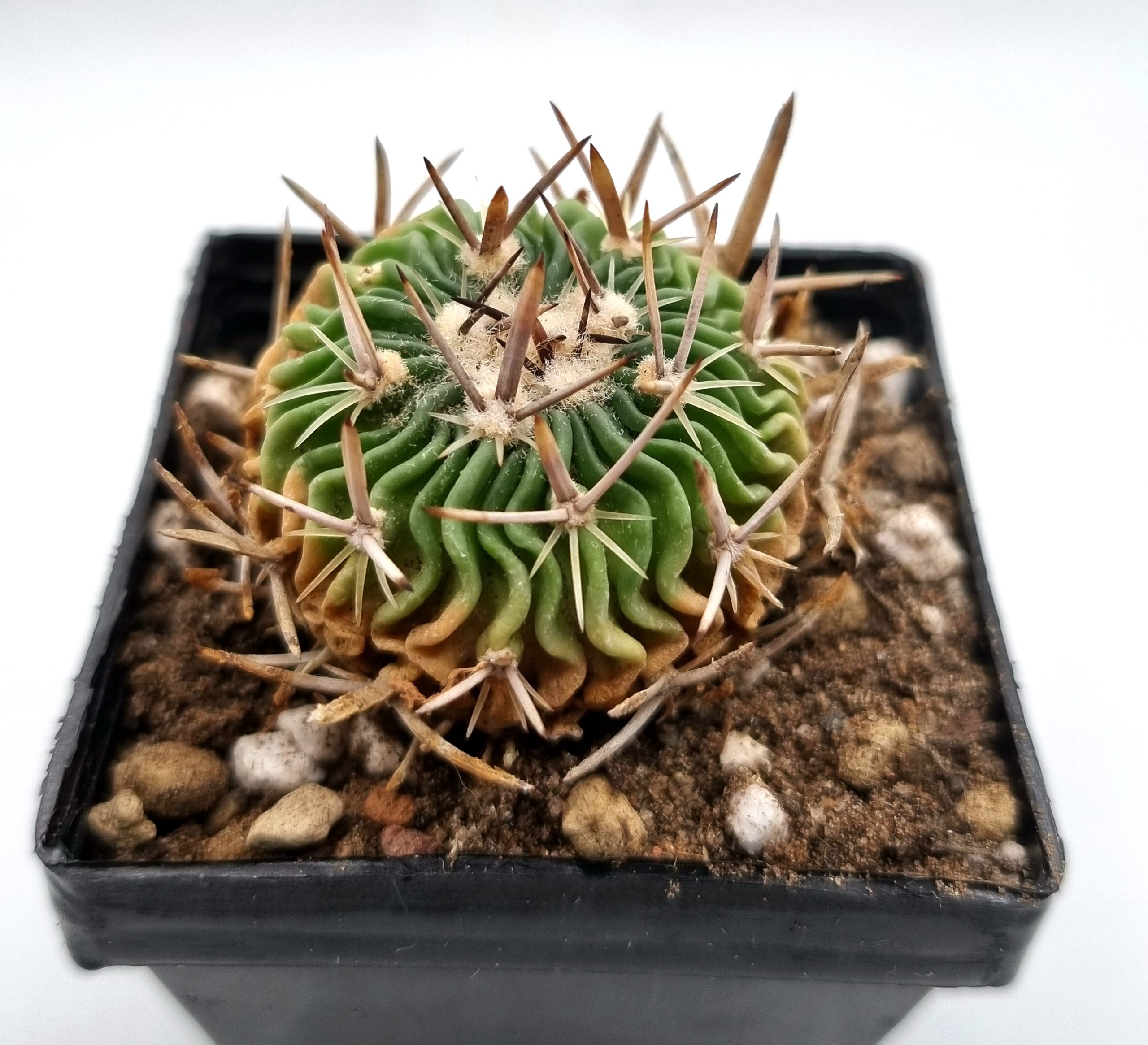Echinofossulocactus Violaciflorus - Cacti Ireland