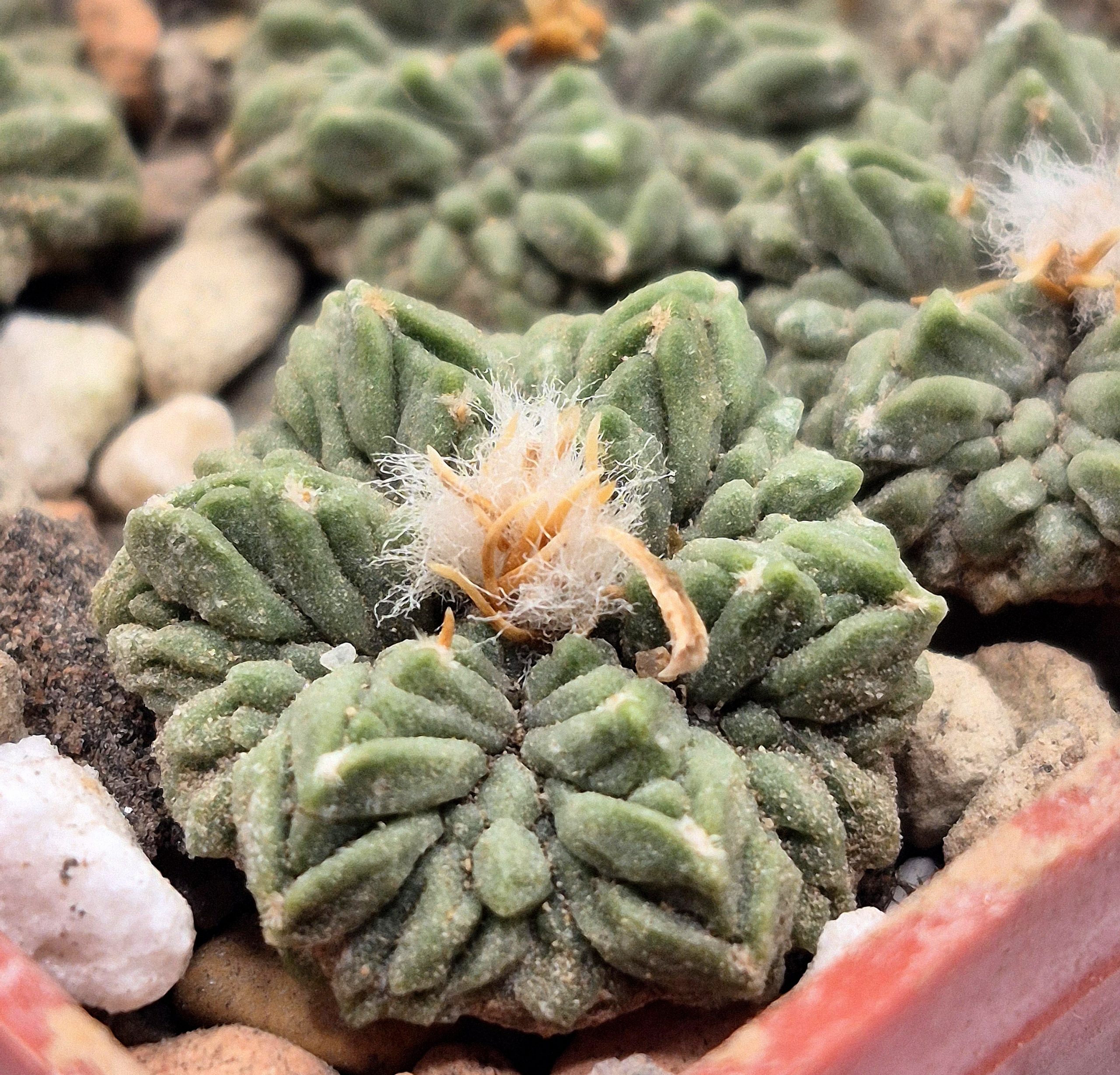 Aztekium Riterii - Cacti Ireland