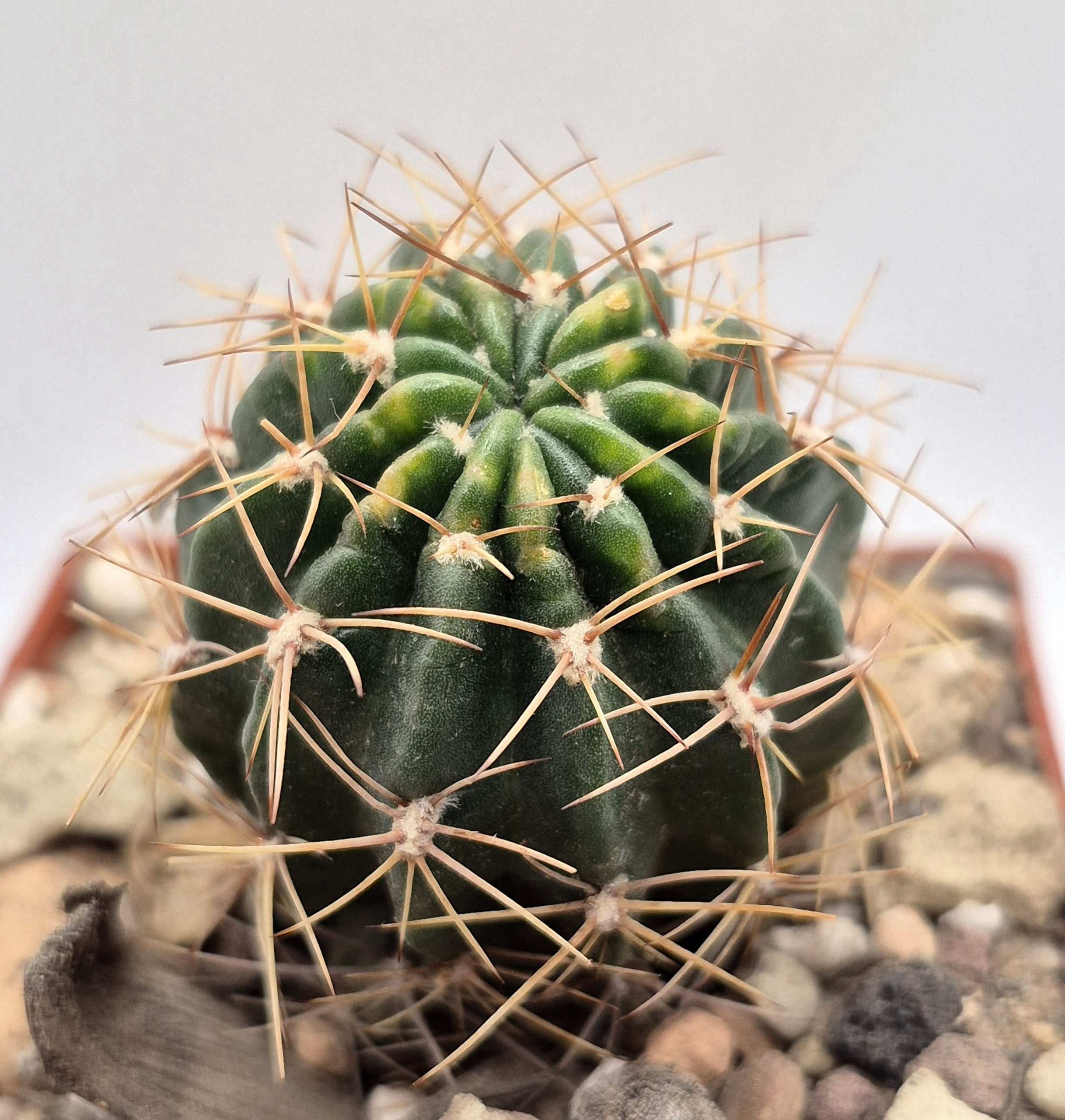 Lobivia Maximiliana v. Corbula - Cacti Ireland