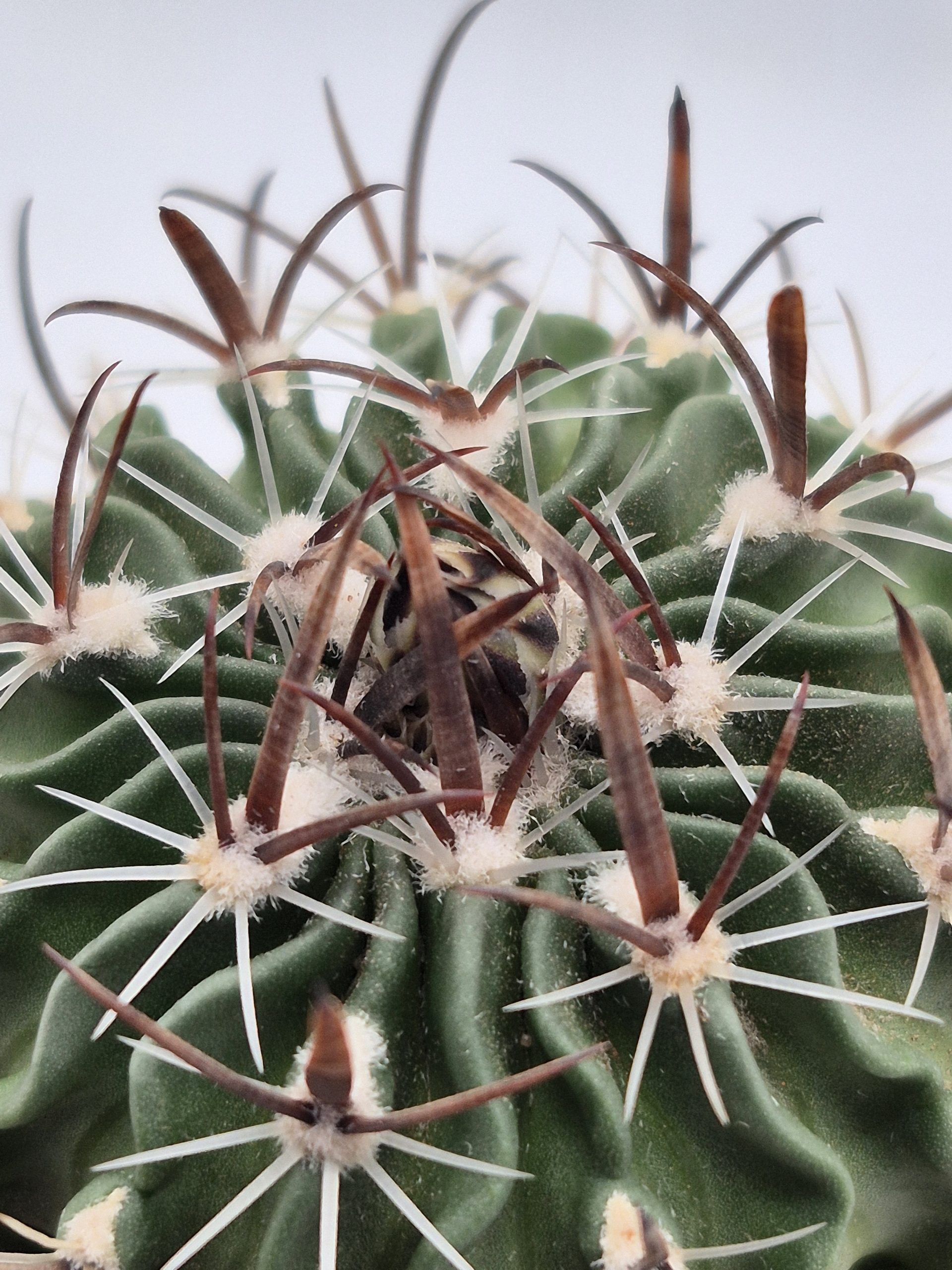 Echinofossulocactus phyllacanthus - Cacti Ireland