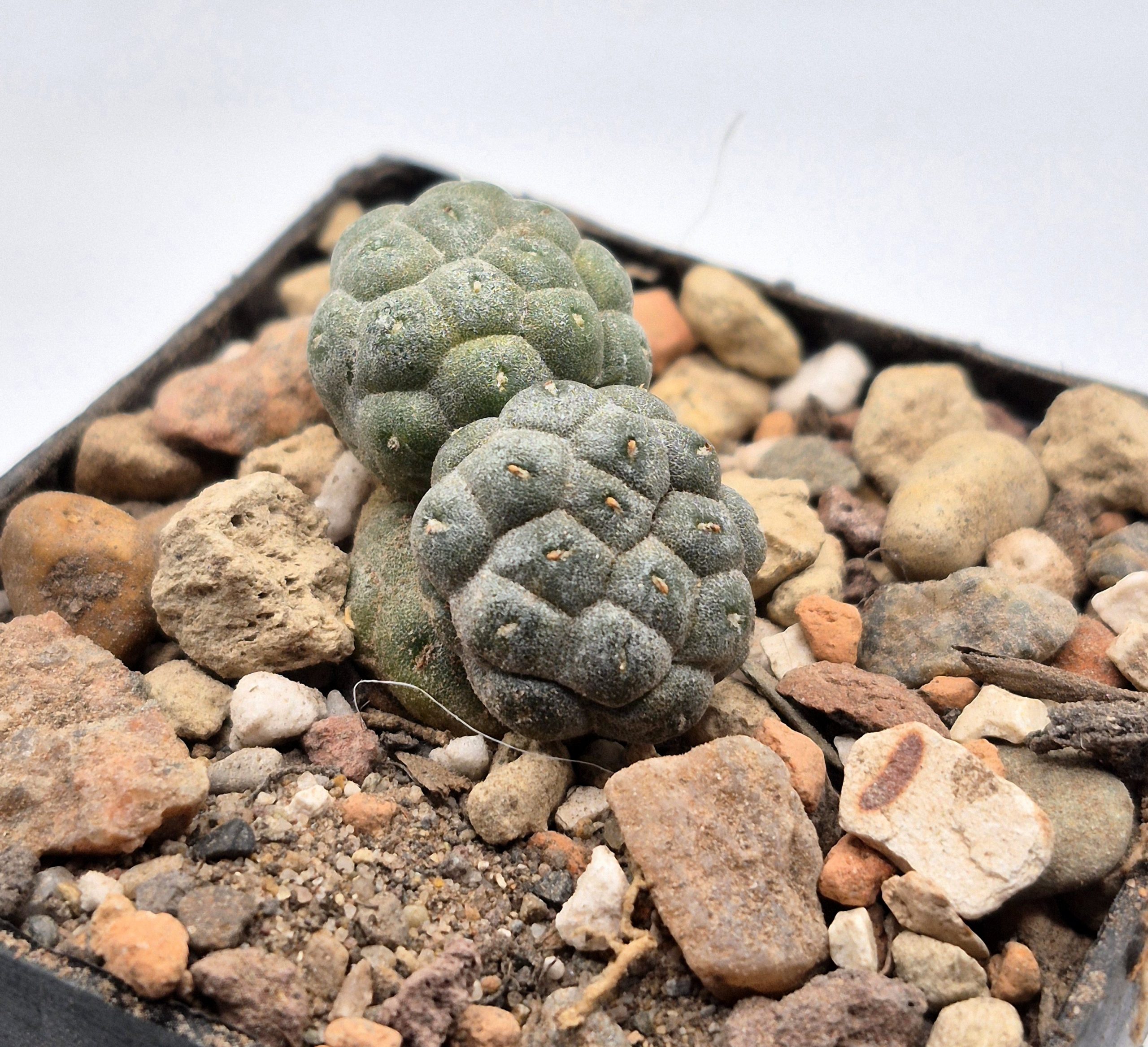 Puna bonnieae inermis - Cacti Ireland