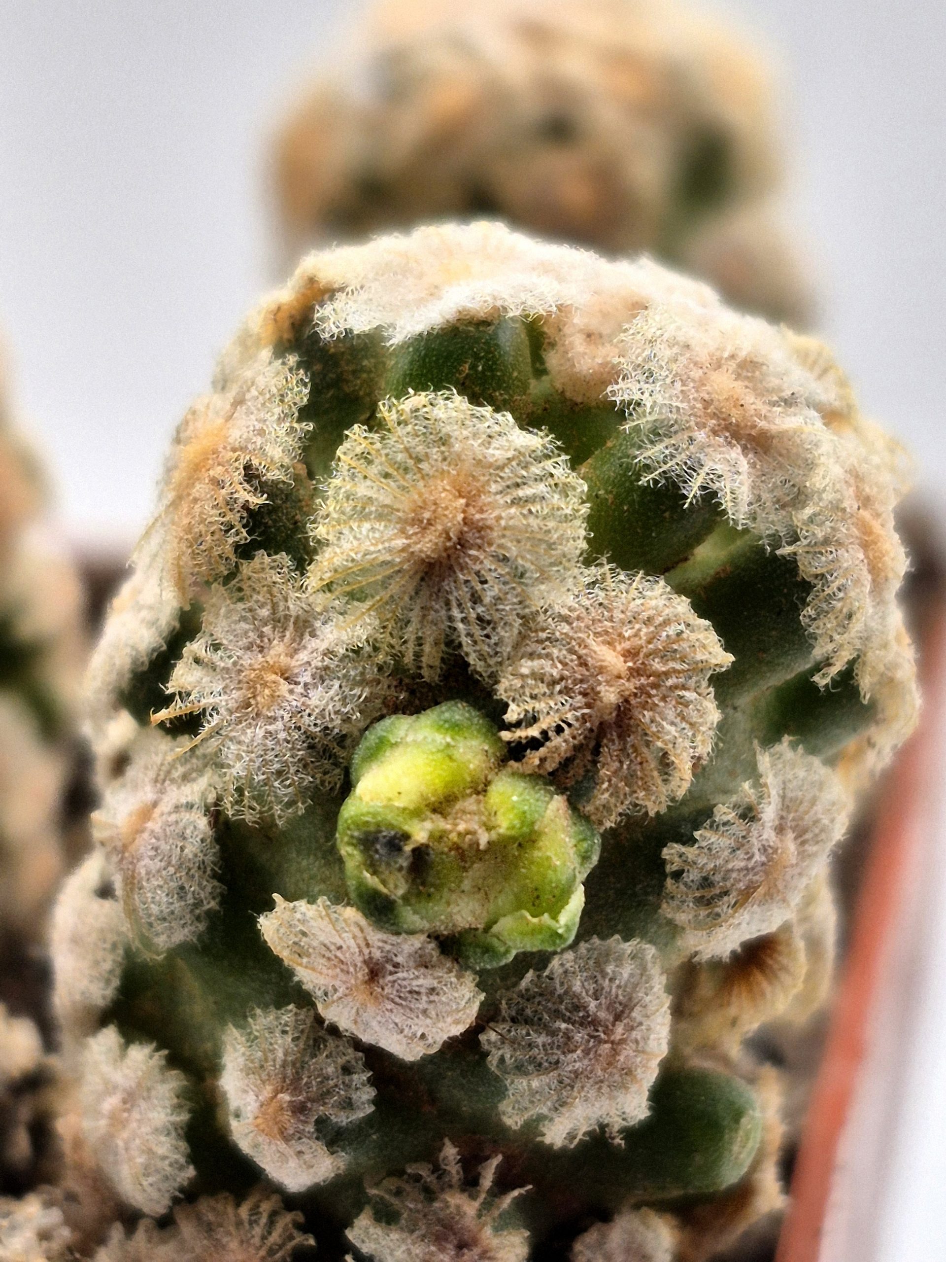 Mammillaria theresae v. albiflora - Cacti Ireland