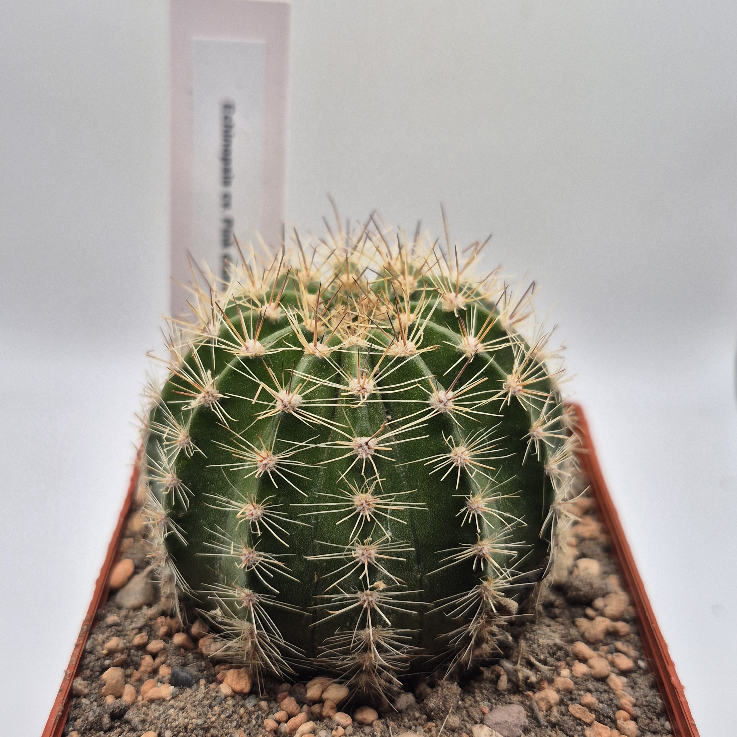 Echinopsis cv. Pink Diamond Schick) - Cacti Ireland